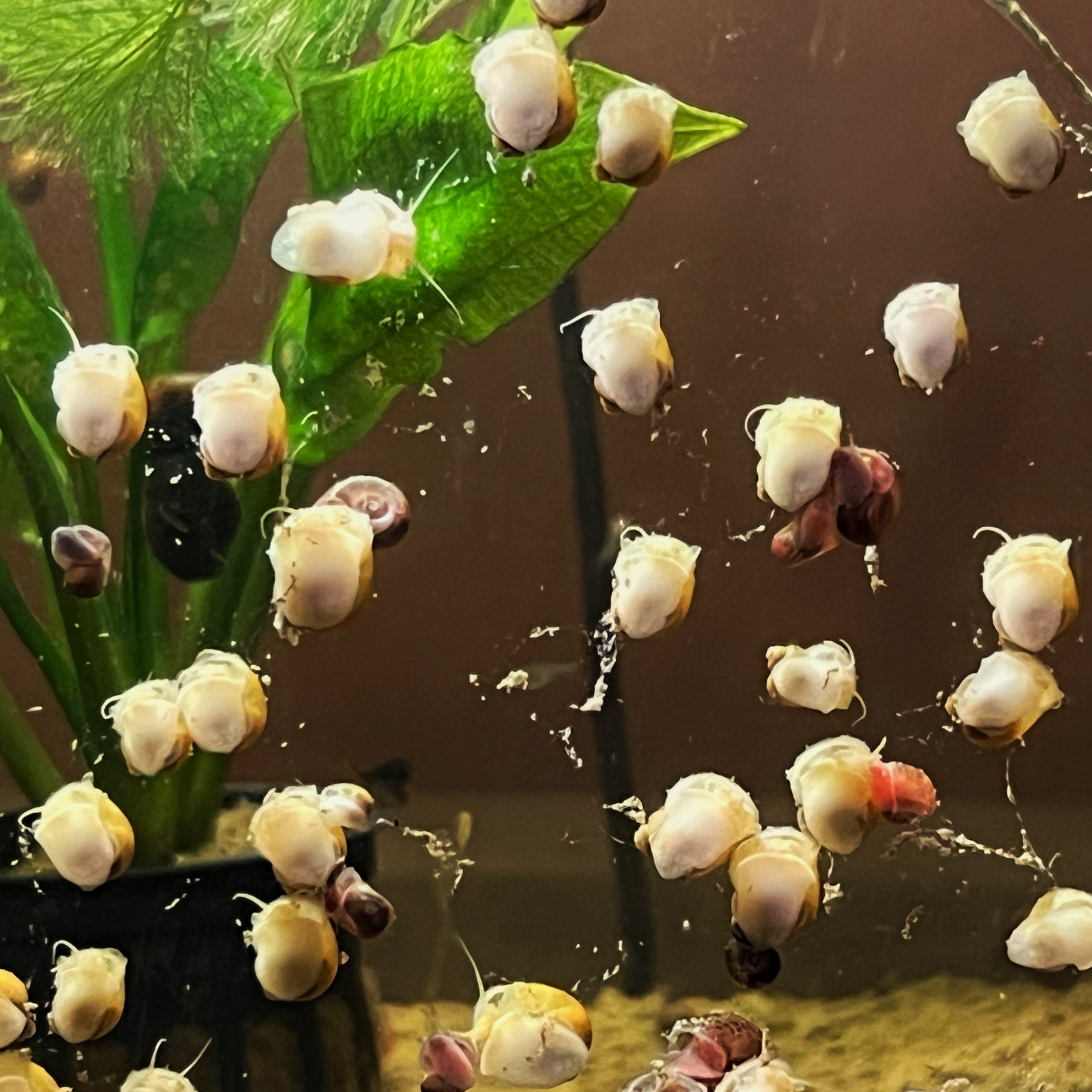 Snails – Star Platinum Pets