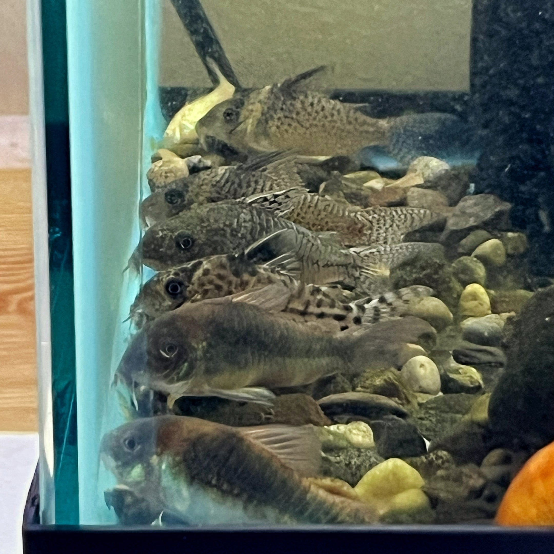 Corydoras – Star Platinum Pets
