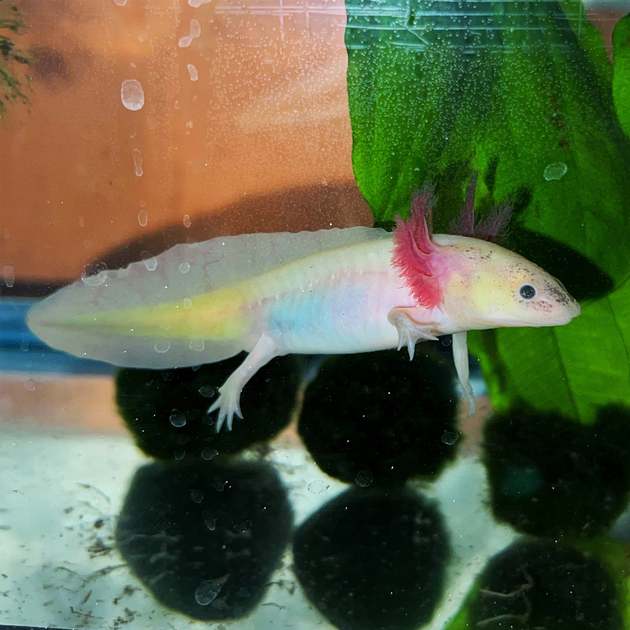Axolotls – Star Platinum Pets
